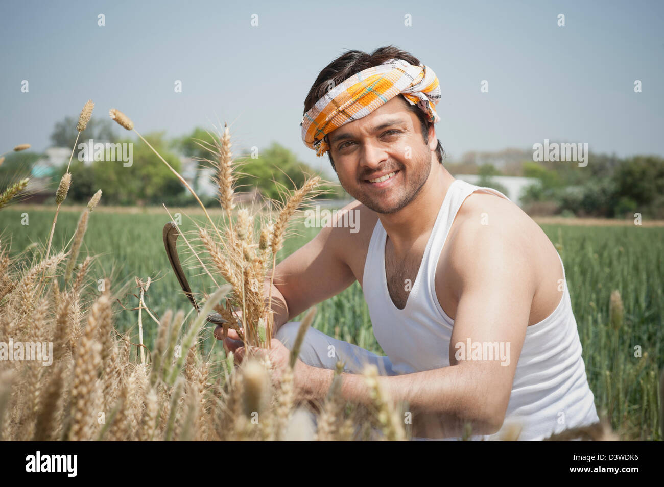 Farmer harvesting wheat crop, Sohna, Haryana, India Stock Photo - Alamy