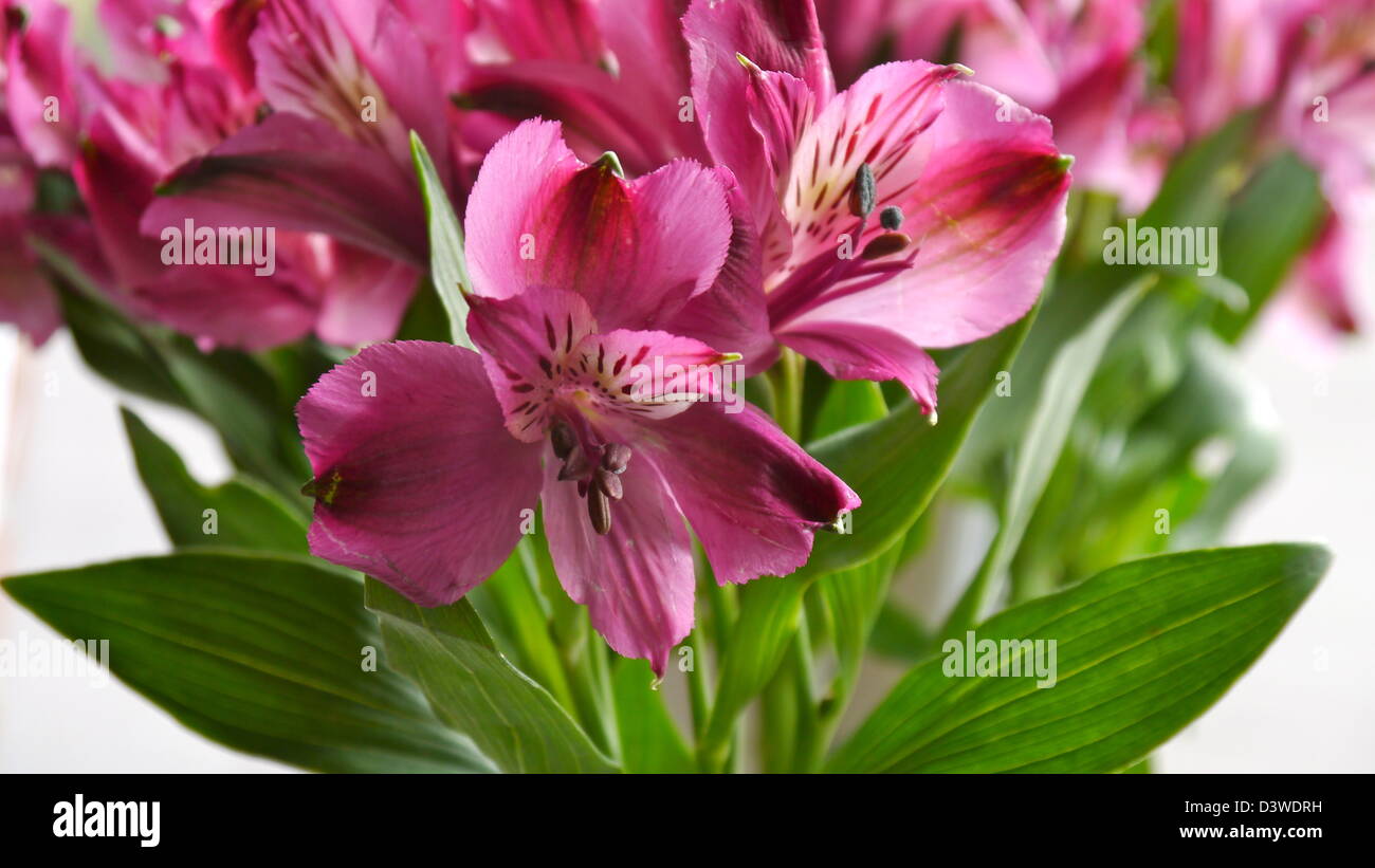 Green Alstroemeria