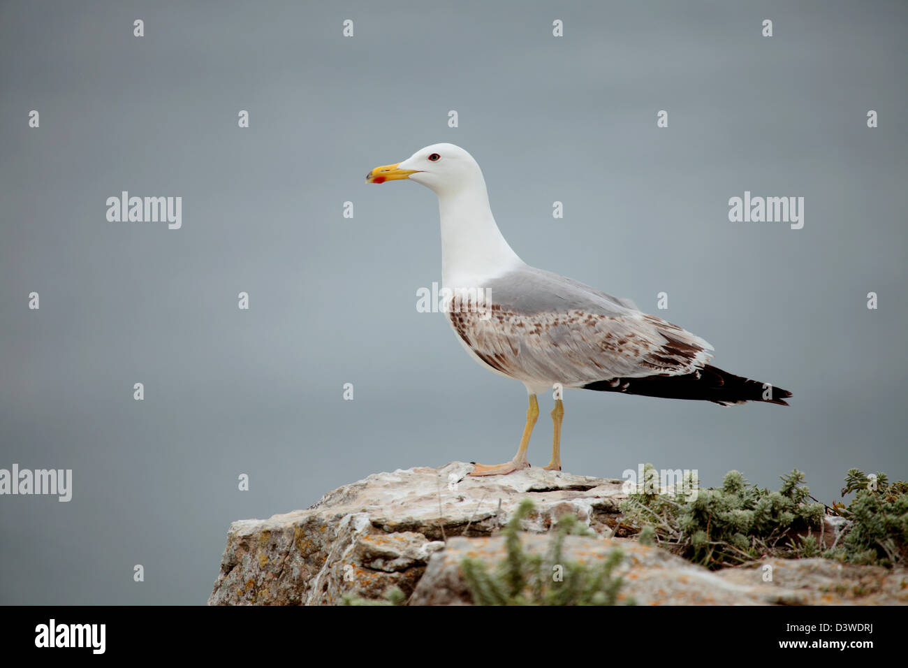 Picture of a beautiful seagull in front of ocean Stock Photo - Alamy