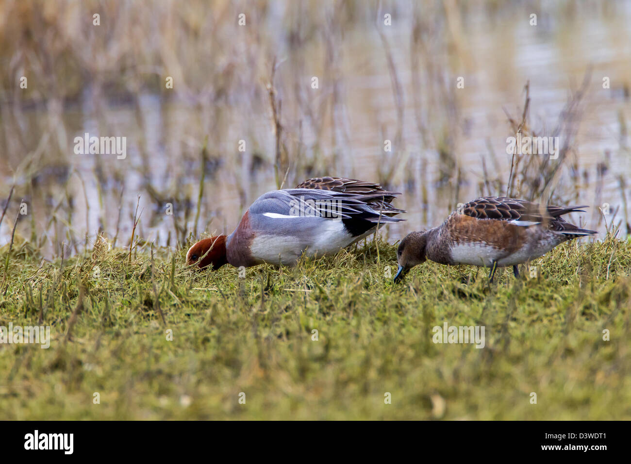 Anatidae species hi-res stock photography and images - Alamy