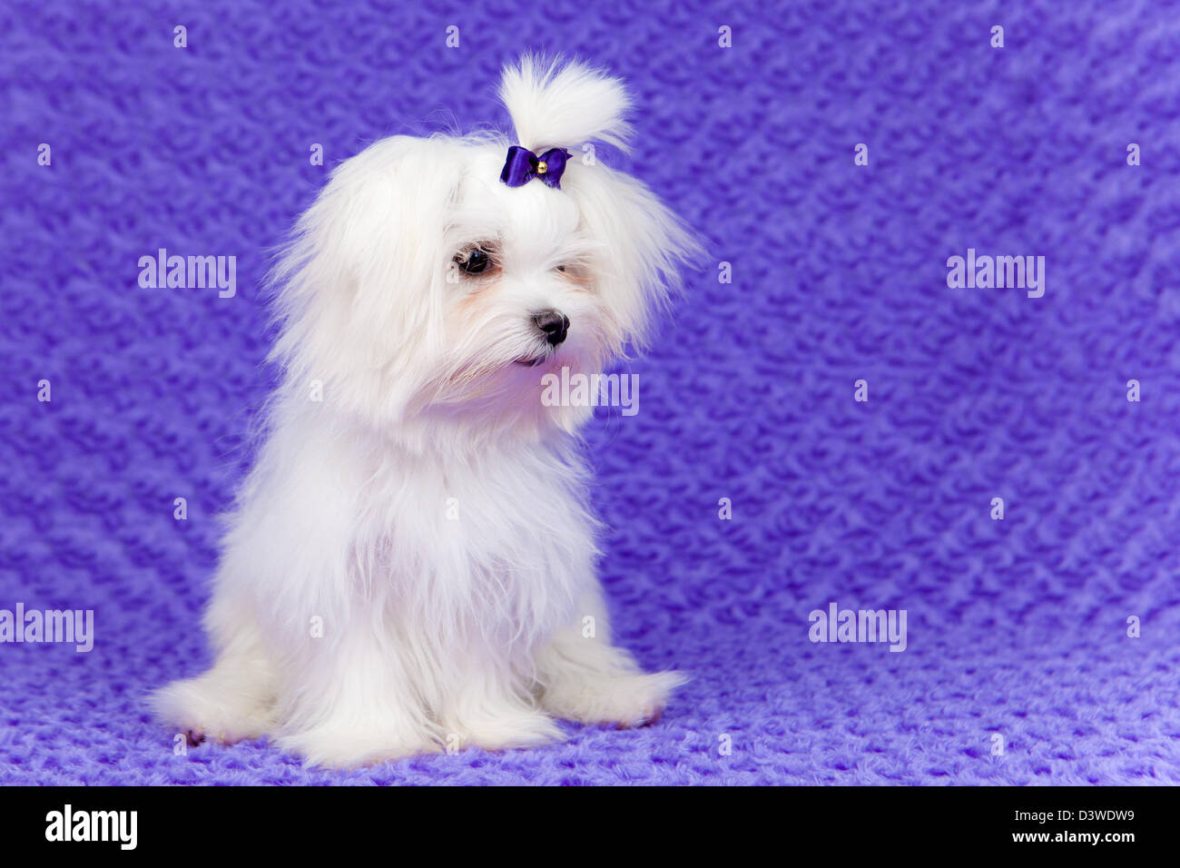 little pet maltese dog sitting Stock Photo - Alamy