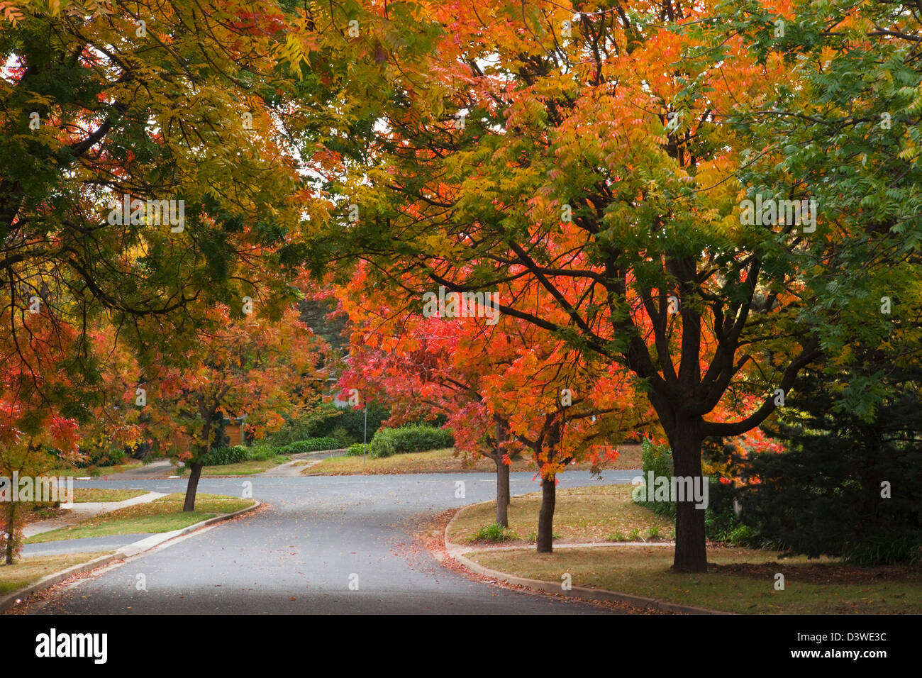 Autumn colours in the inner suburb of Yarralumla. Canberra, Australian ...