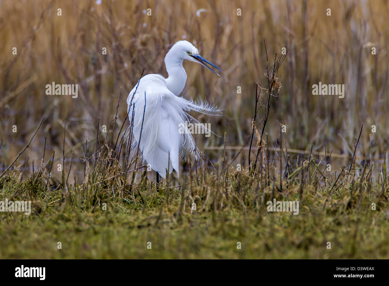 Little Egret. Egretta garzetta (Ardeidae Stock Photo - Alamy
