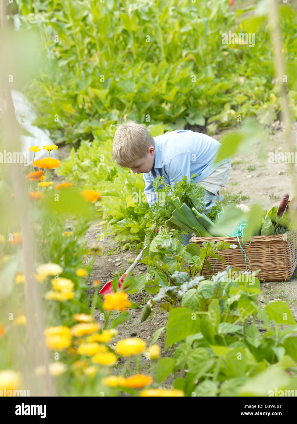 Children at the allotment Stock Photo - Alamy