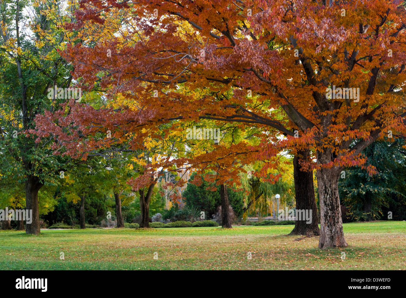 Autumn colours in park. Commonwealth Park, Canberra, Australian Capital ...