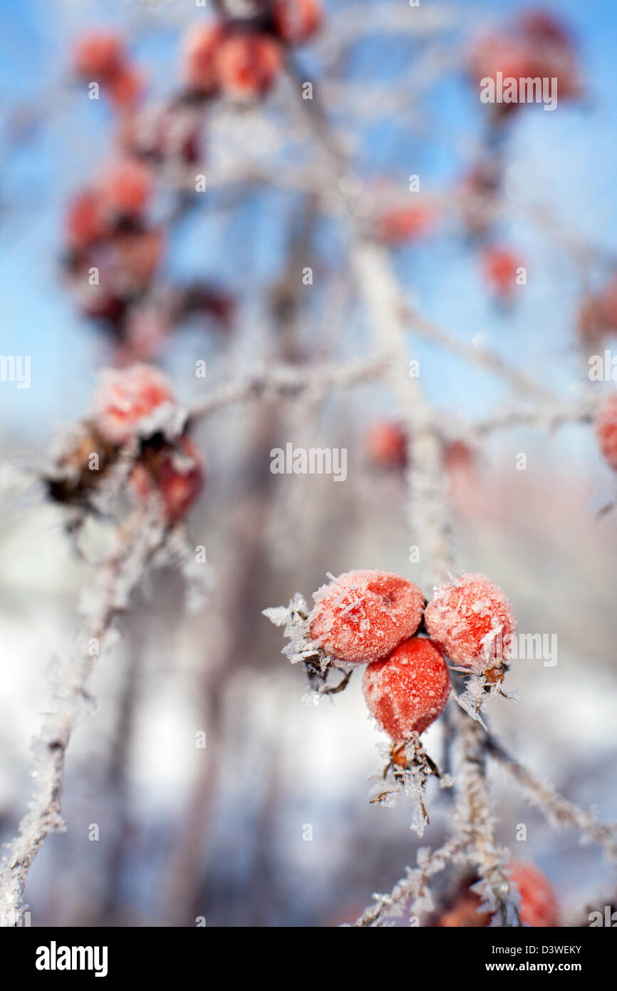 Dog rose berries hi-res stock photography and images - Alamy