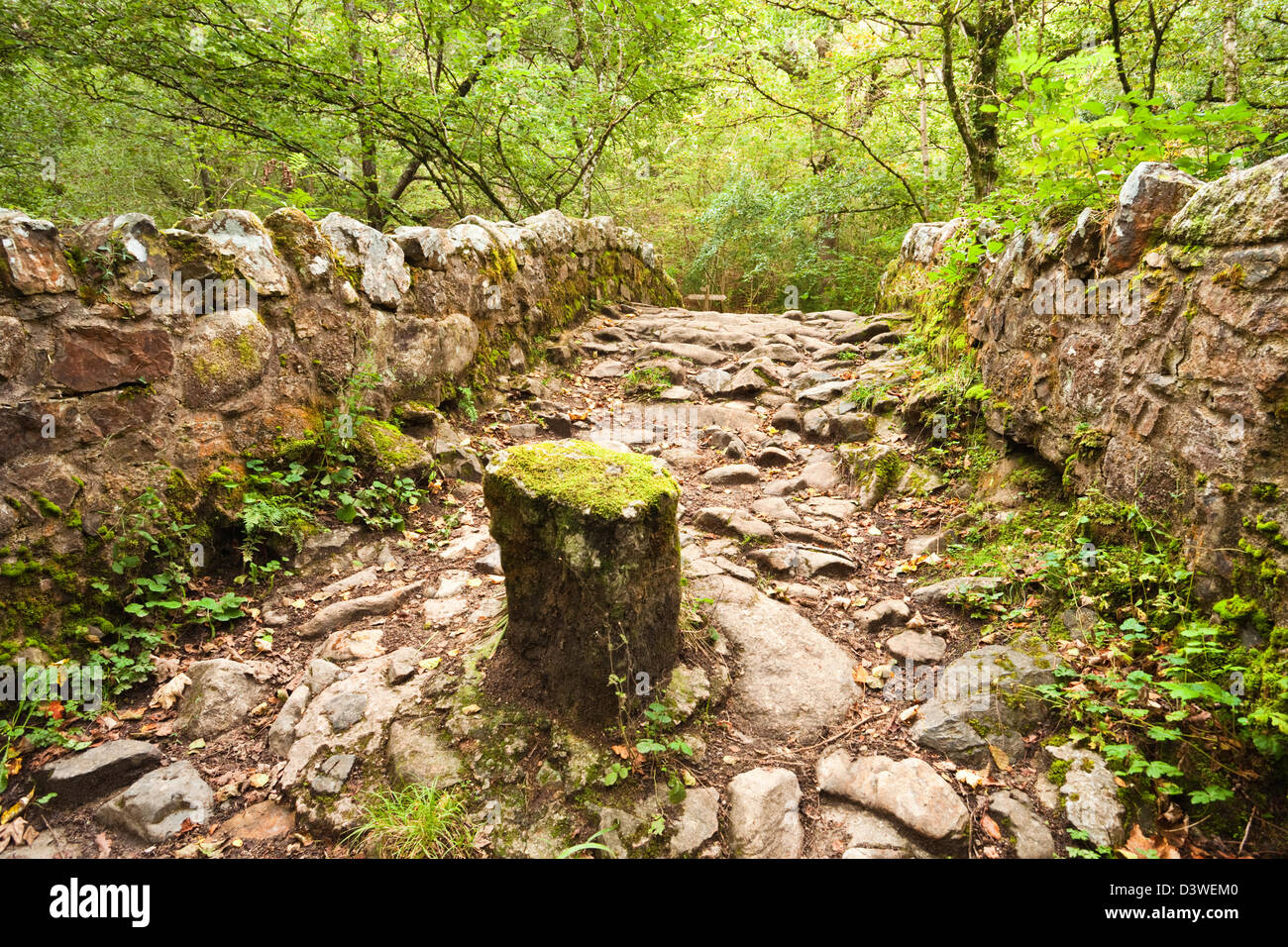 A cobbled packhorse bridge in Hisley wood Stock Photo - Alamy