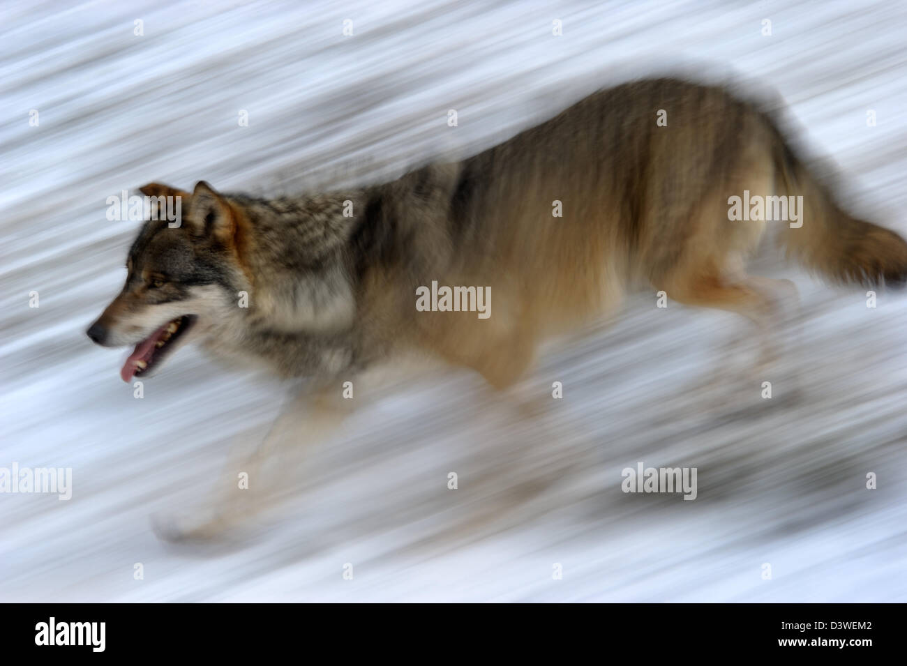 Grey Wolf running in snow Stock Photo - Alamy