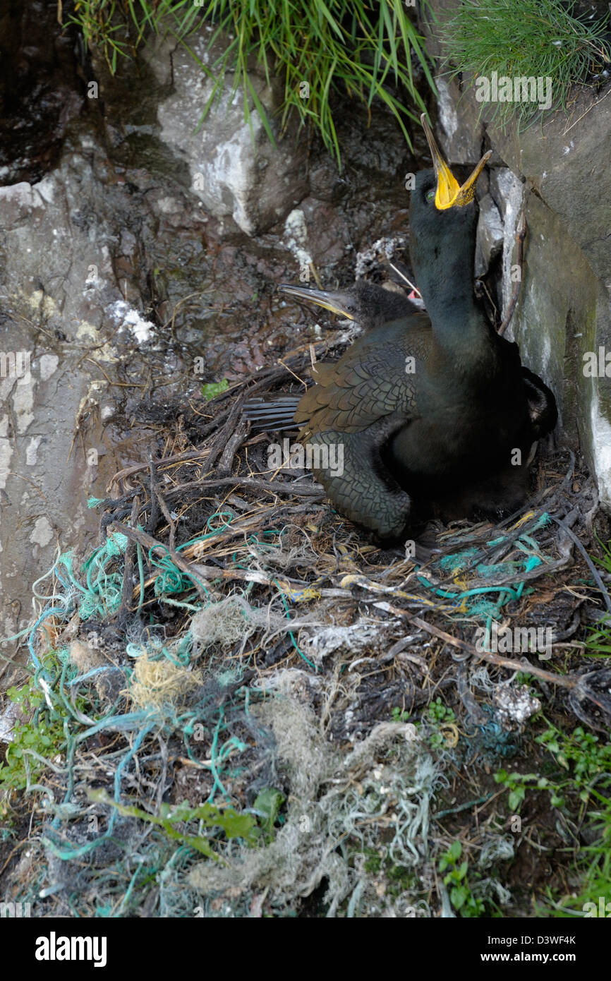 Old shag hi-res stock photography and images - Alamy