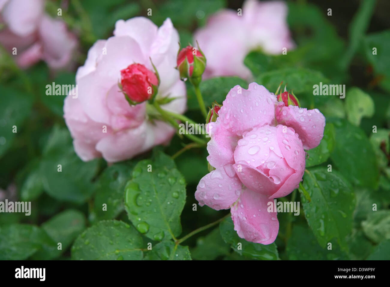 Garden pink Rose after rain with drops, close up Stock Photo - Alamy