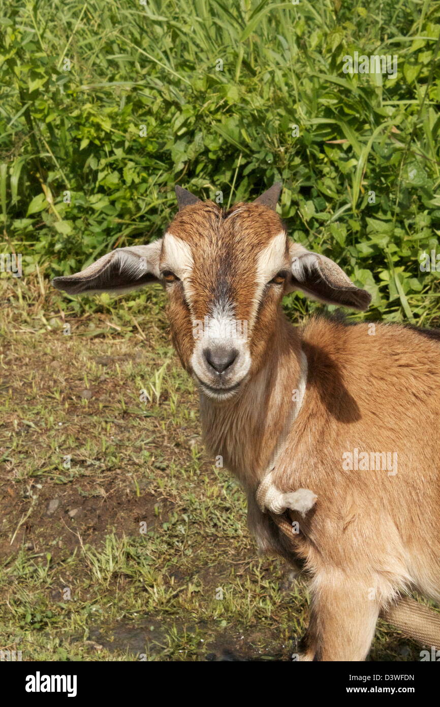 Caribbean goat hi-res stock photography and images - Alamy