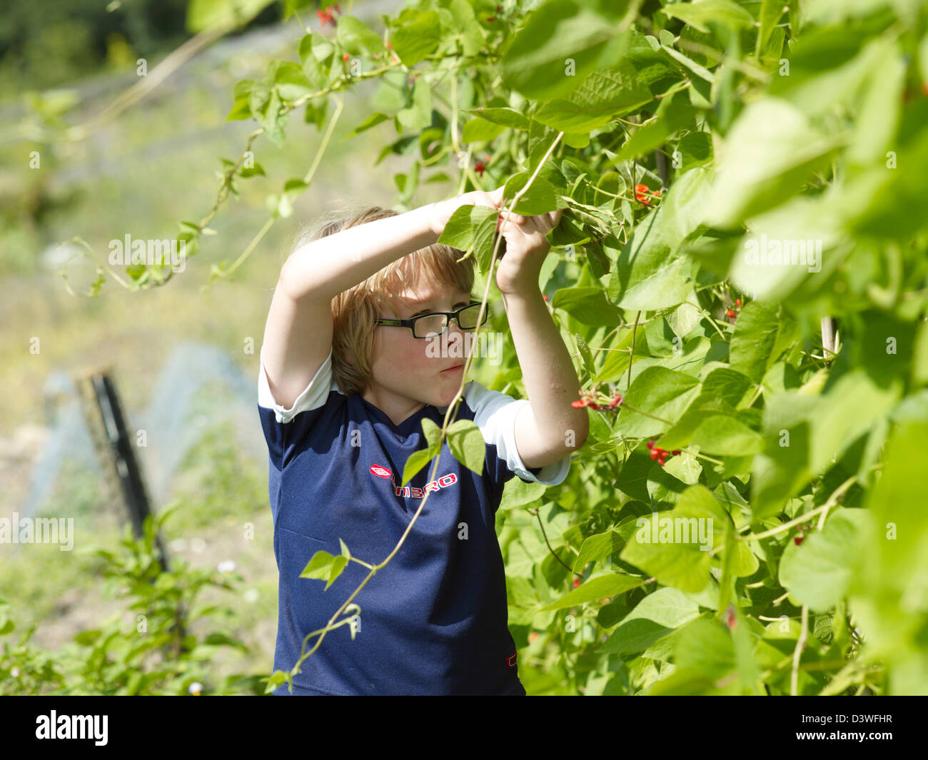 Children at the allotment Stock Photo - Alamy