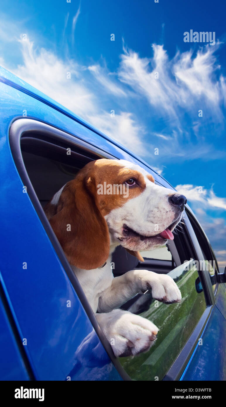 The cute beagle travels in the blue car Stock Photo - Alamy