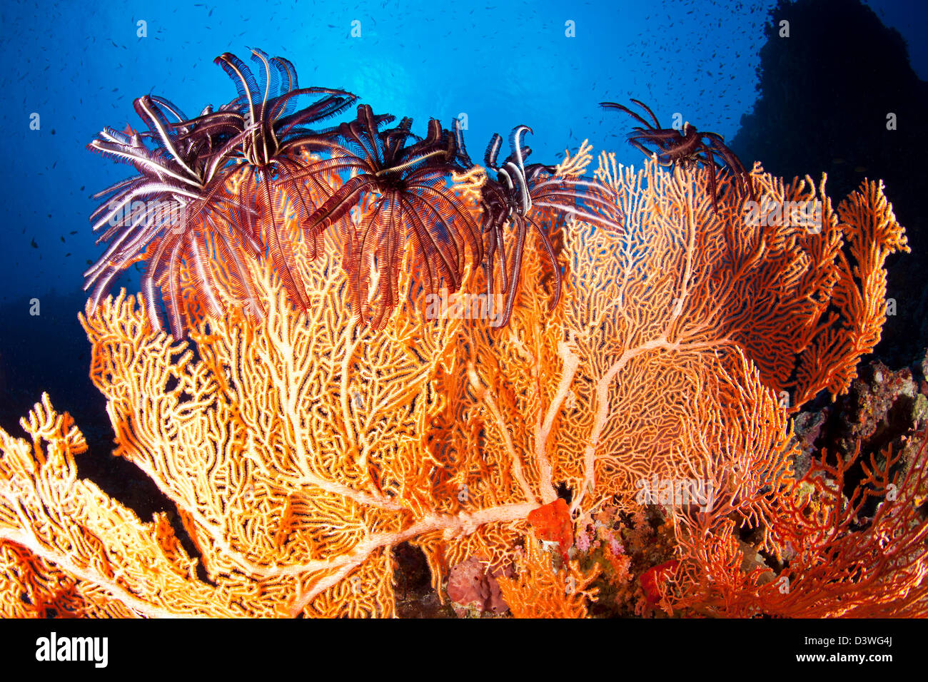 Feather Star on Seafan, Comanthina sp., Ari Atoll, Maldives Stock Photo ...