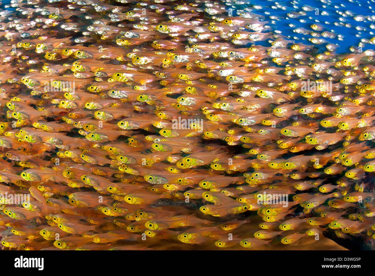 Indian glassfish hi-res stock photography and images - Alamy