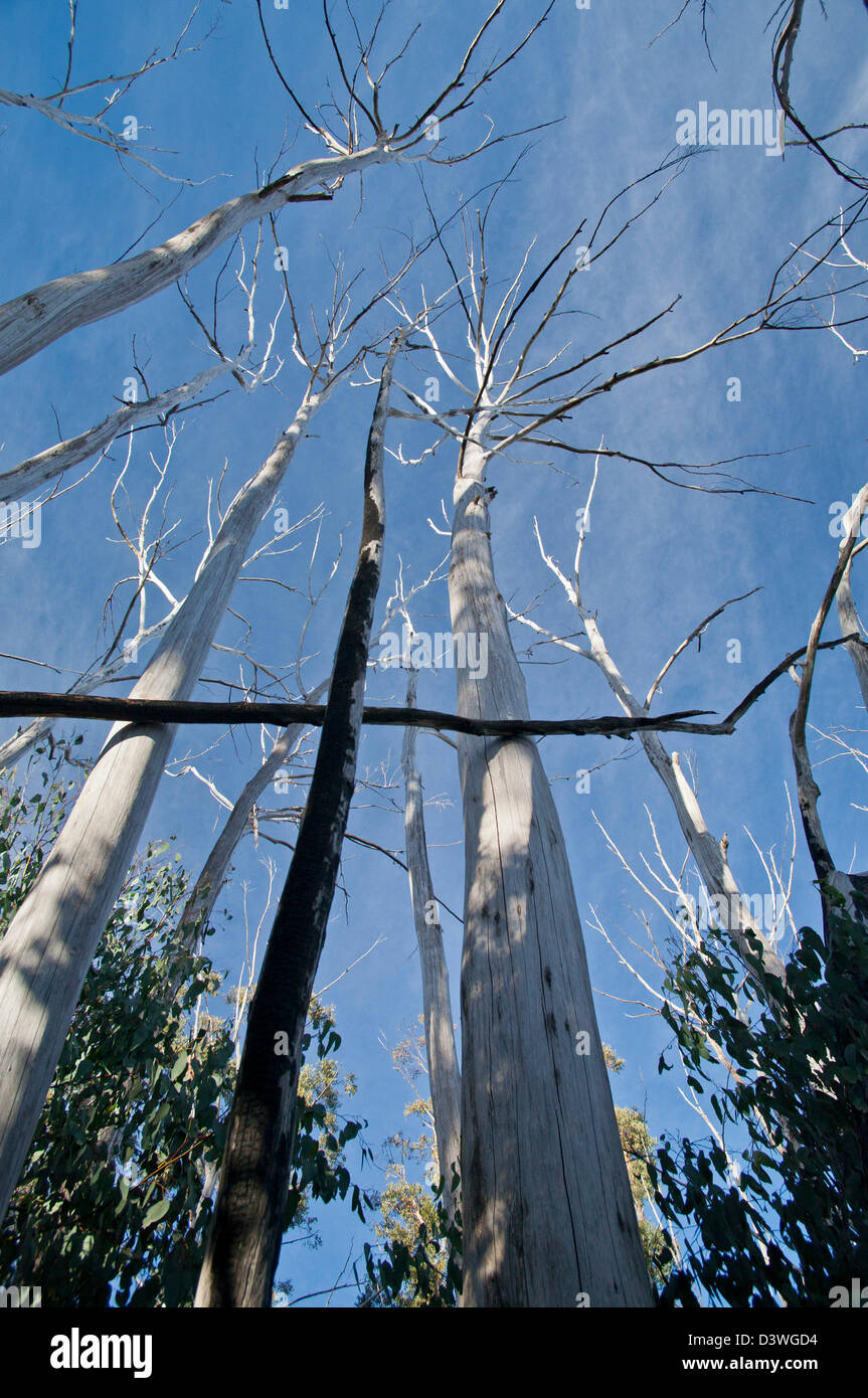 Dead tree skeletons on Mount Bogong, the aftermath of a busfire ...