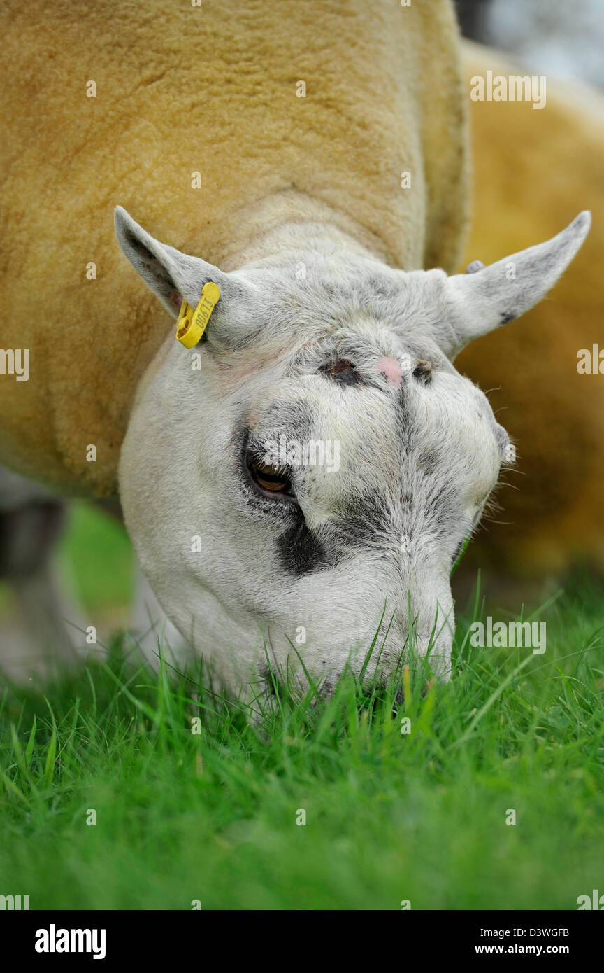 Beltex ram grazing on clover rich grass. UK Stock Photo - Alamy