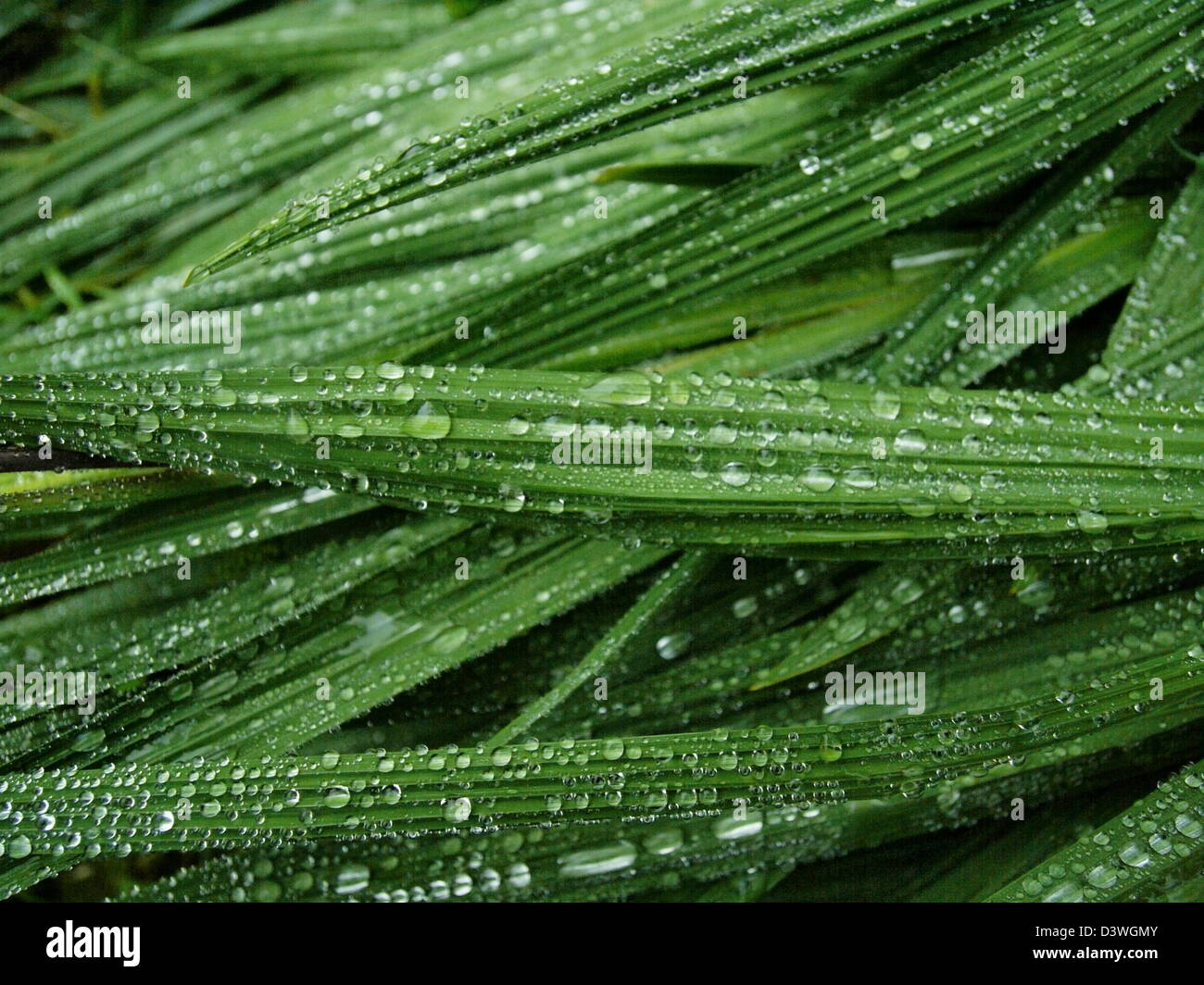 Heavy dew on grass hi-res stock photography and images - Alamy