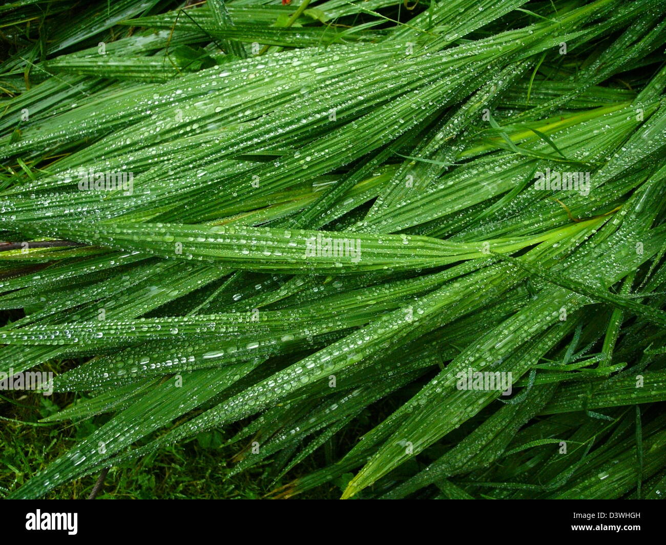 Heavy dew on grass Stock Photo - Alamy