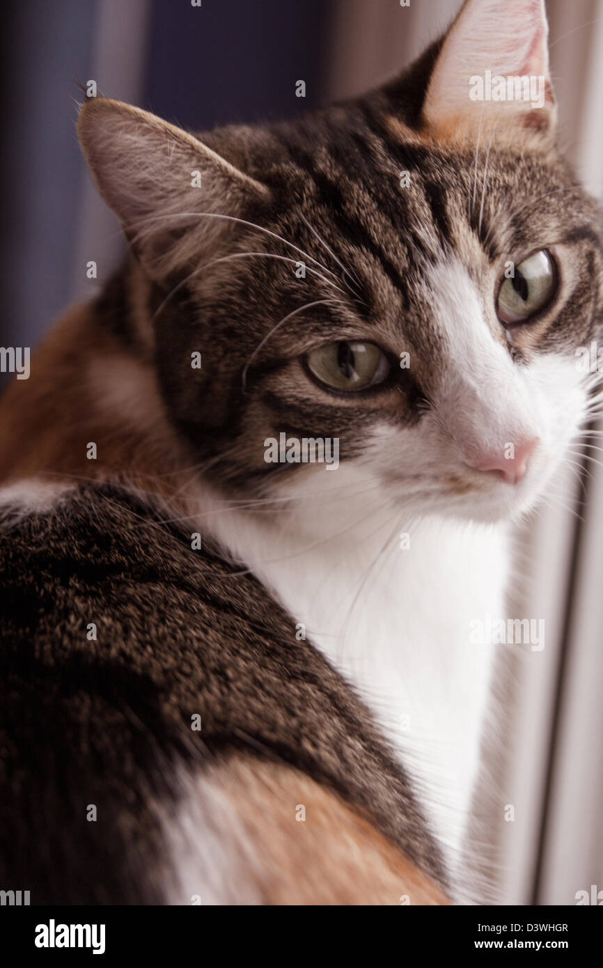 A young cat checks over her shoulder Stock Photo - Alamy