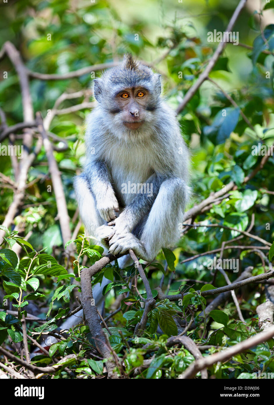 Monkey long tail hi-res stock photography and images - Alamy