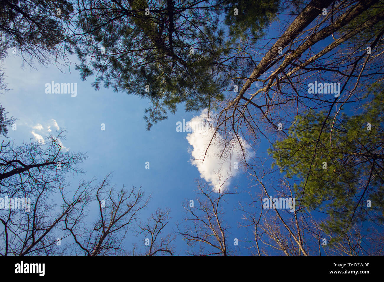 Looking Up Through Trees High Resolution Stock Photography and Images ...