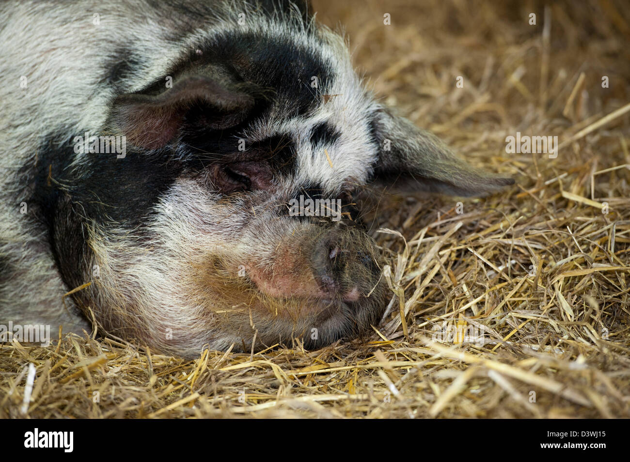Kune kune pigs hi-res stock photography and images - Alamy