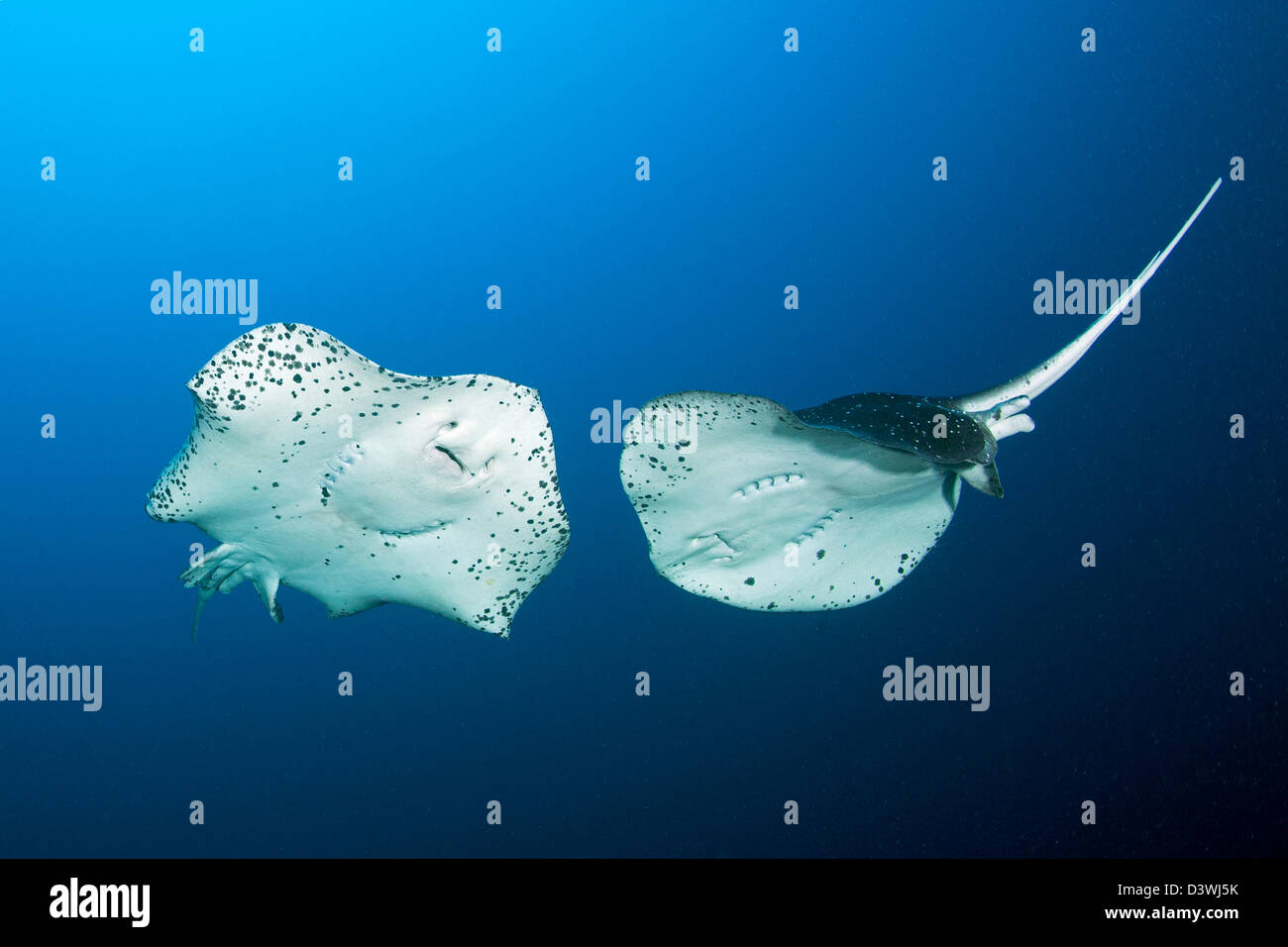 Marbled Stingray, Taeniura meyeni, Felidhu Atoll, Maldives Stock Photo ...