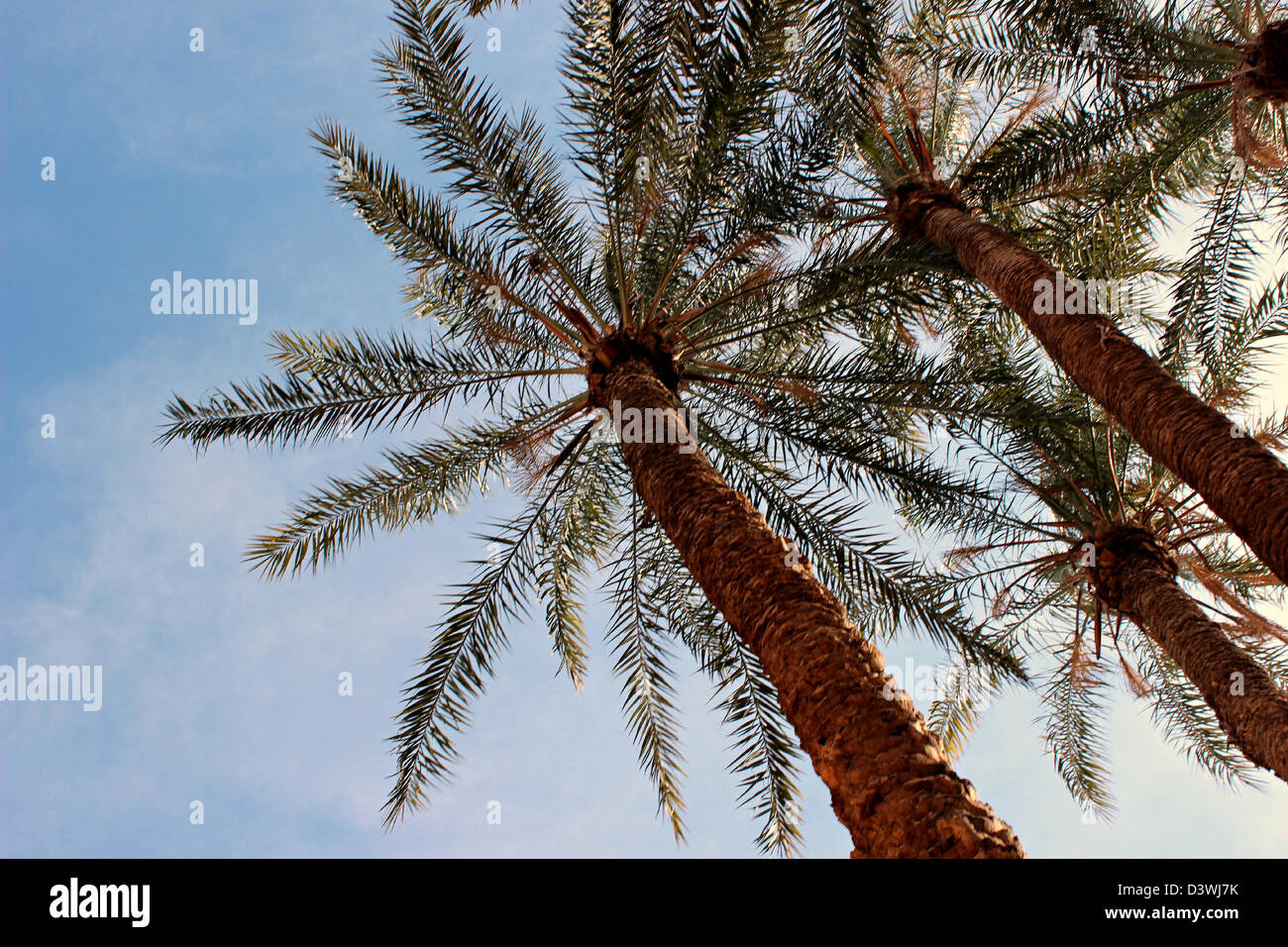 Mastic Bush High Resolution Stock Photography and Images - Alamy