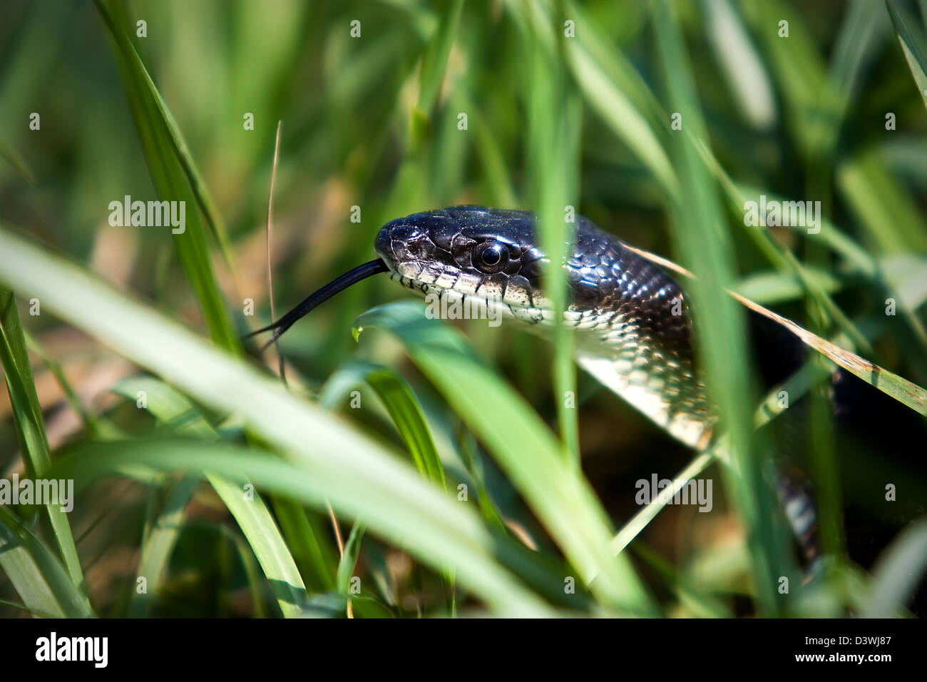 A black snake tasting the air in tall grass Stock Photo - Alamy