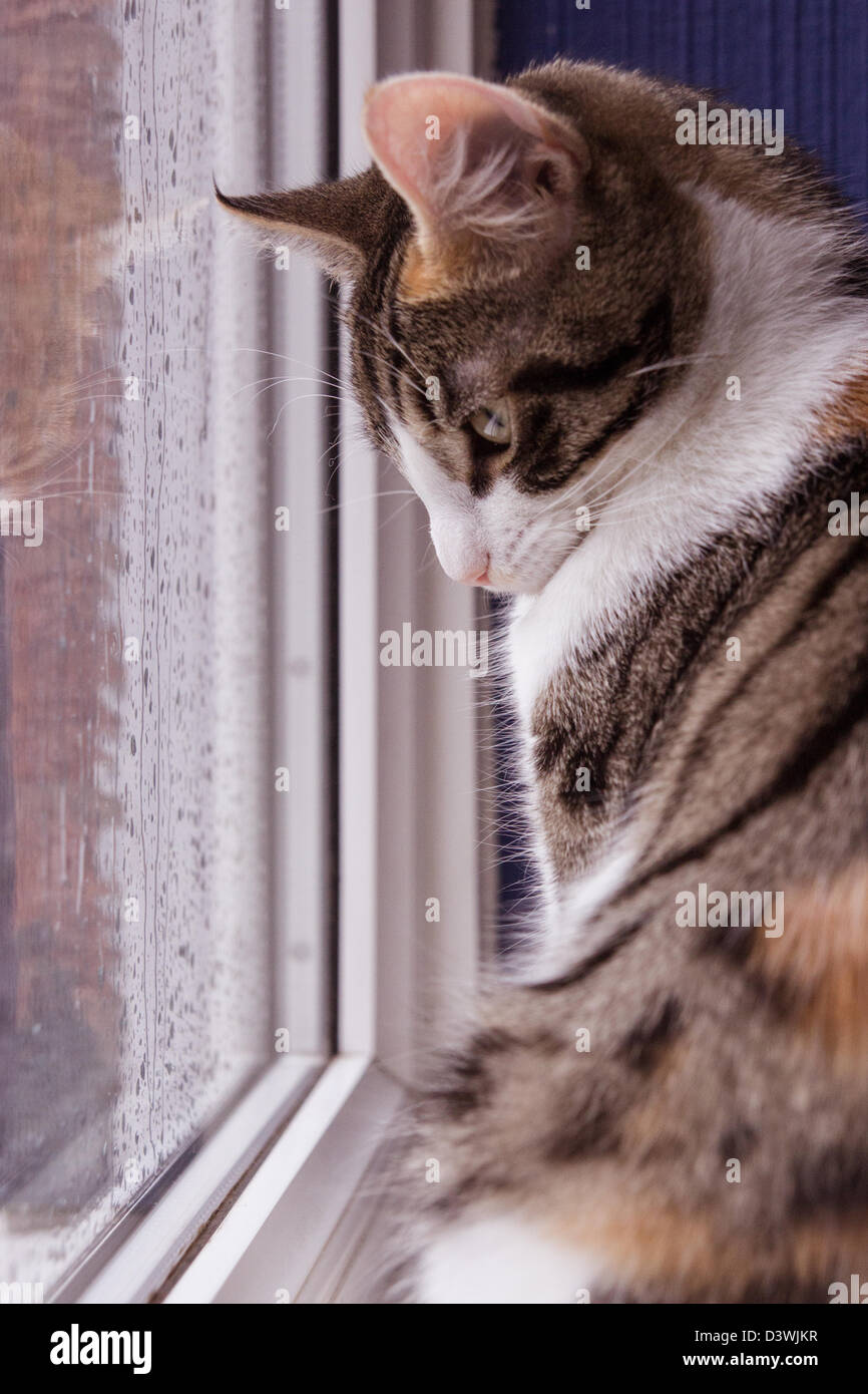 A young tortoiseshell cat looks out a wind as the rain beats against it ...