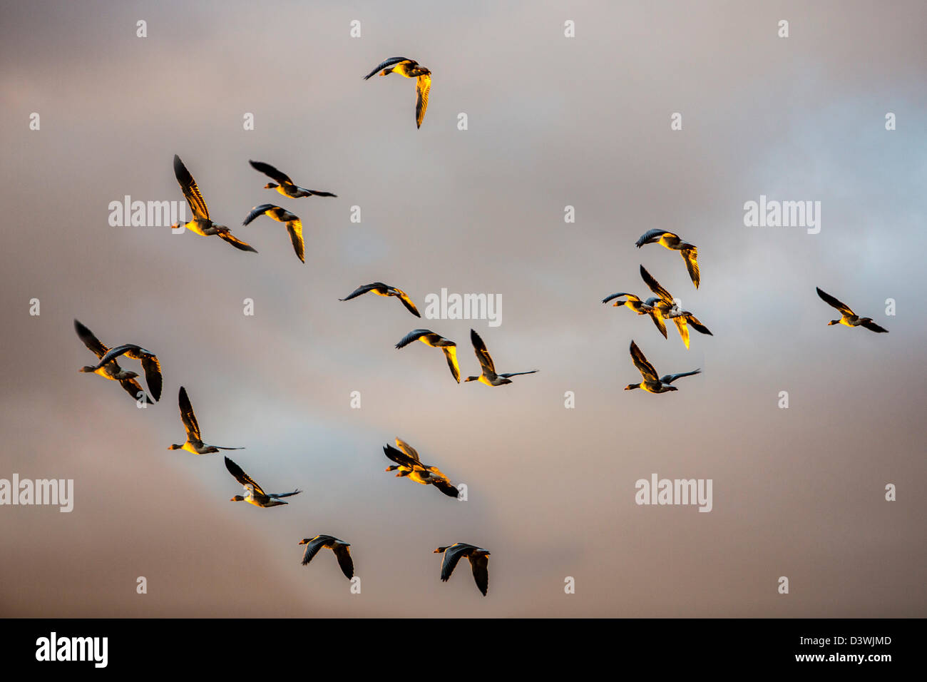 Greylag goose, gray Goose, Anser anser, in formation flight Stock Photo ...