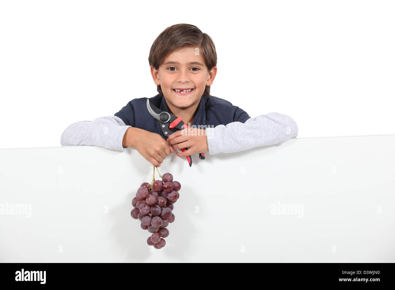 Boy holding a bunch of grapes and shears Stock Photo - Alamy