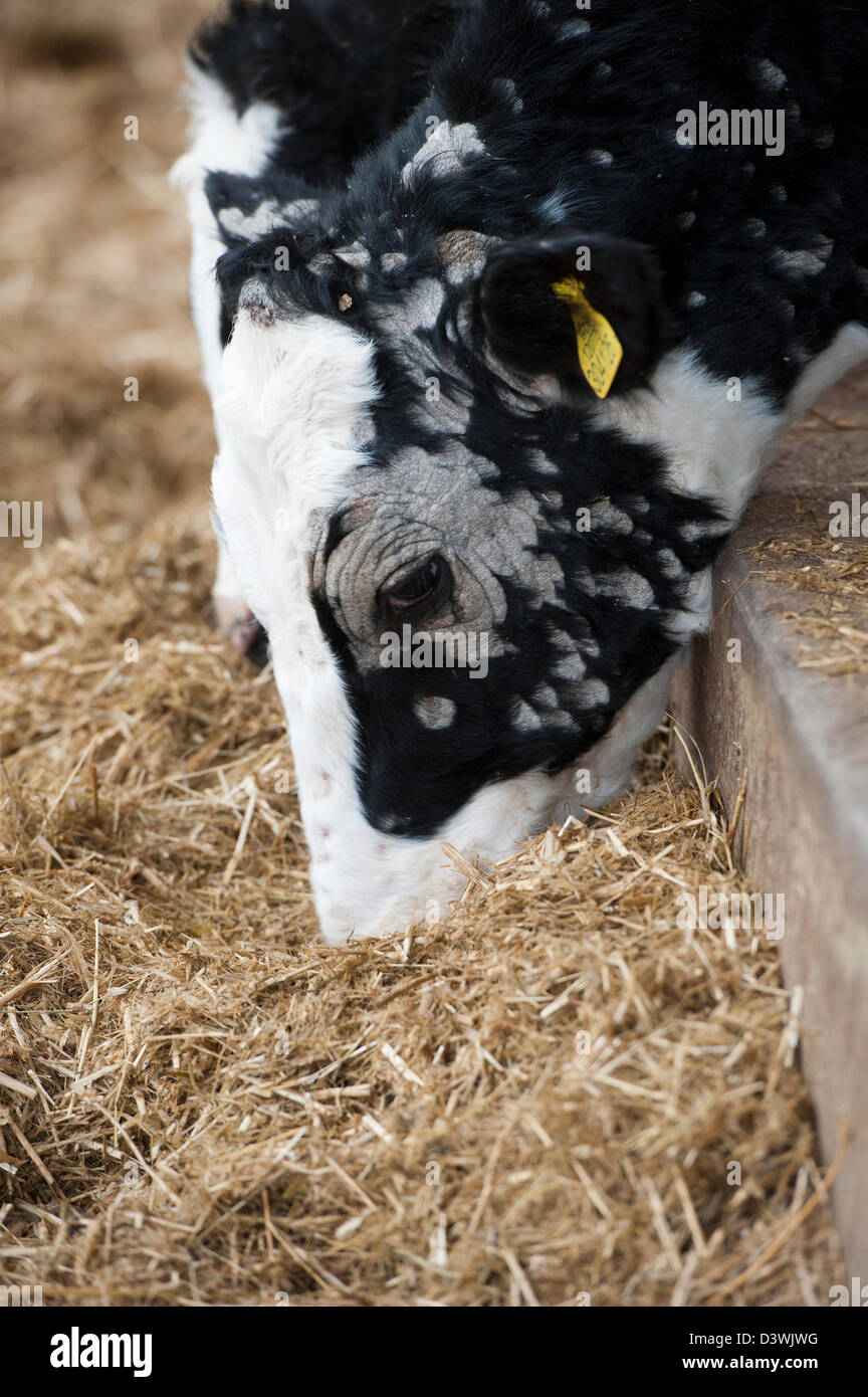 Ringworm skin hi-res stock photography and images - Alamy