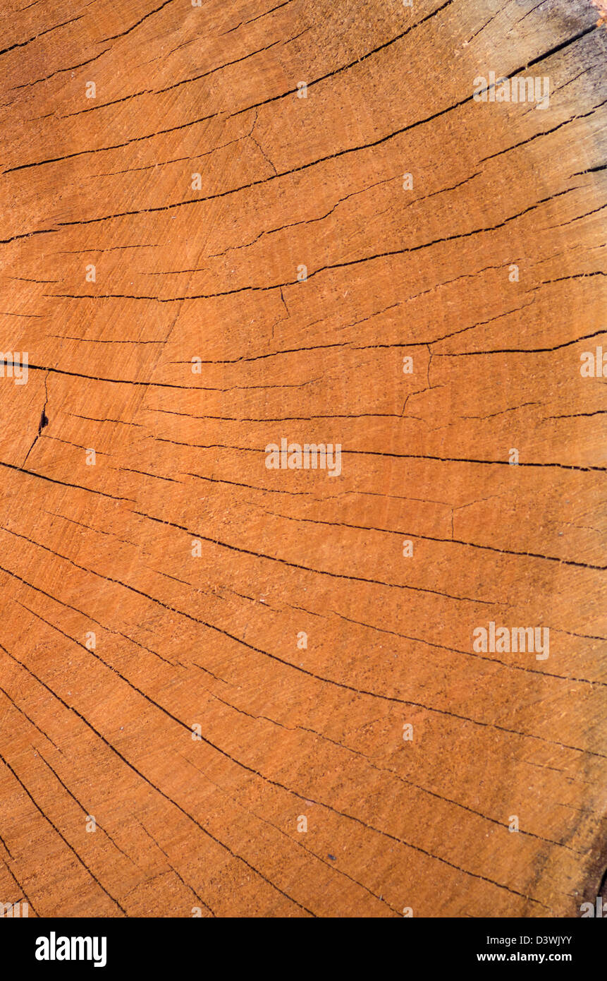 The cut end of a weathered cherry log Stock Photo - Alamy