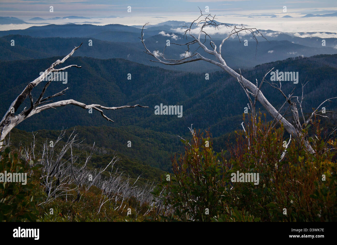 Dead snow gums and views over the Great Dividing Range from Staircase ...