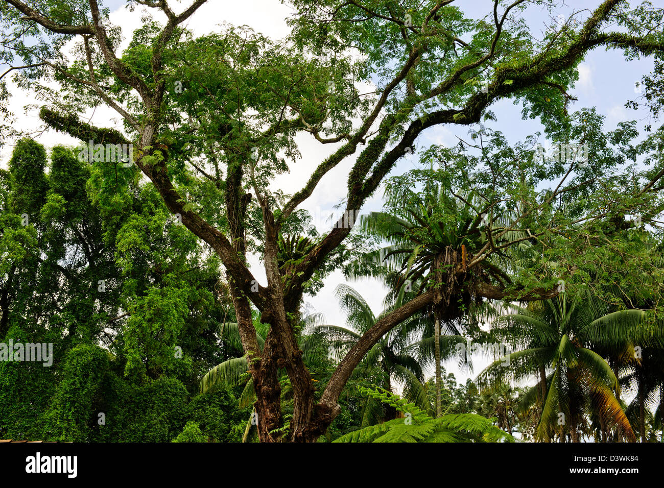 Singapore Botanical Garden1 degree Nth of the equator has 10,000 ...