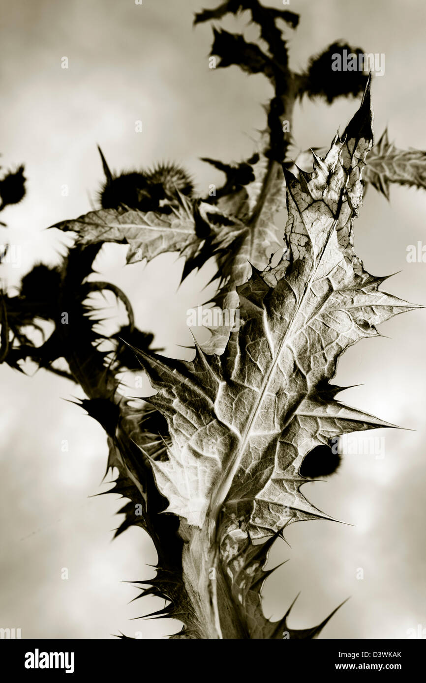 Huge thistle hi-res stock photography and images - Alamy