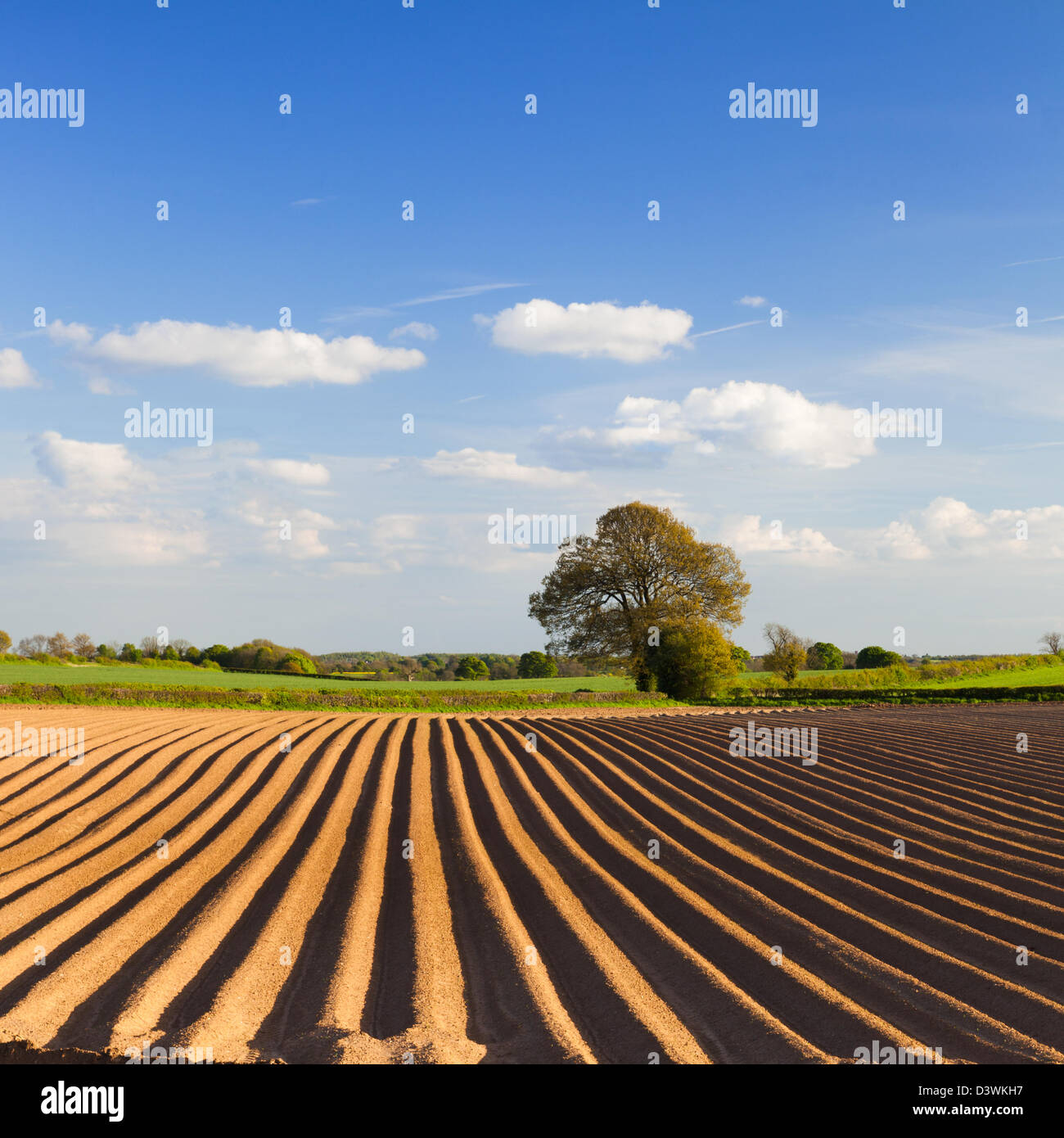 Furrowed field and blue sky hi-res stock photography and images - Alamy