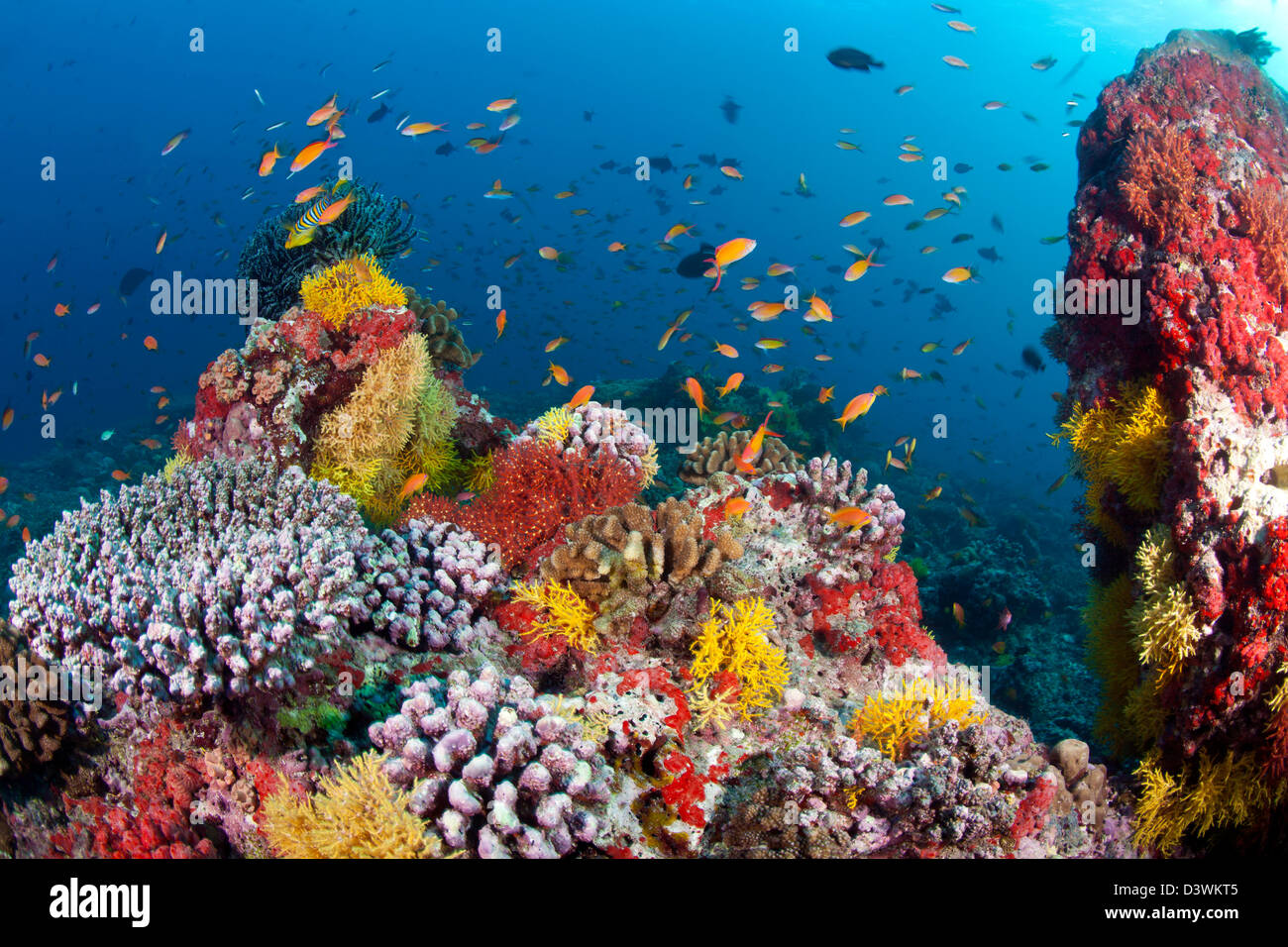 Colored Coral Reef, Ari Atoll, Maldives Stock Photo - Alamy