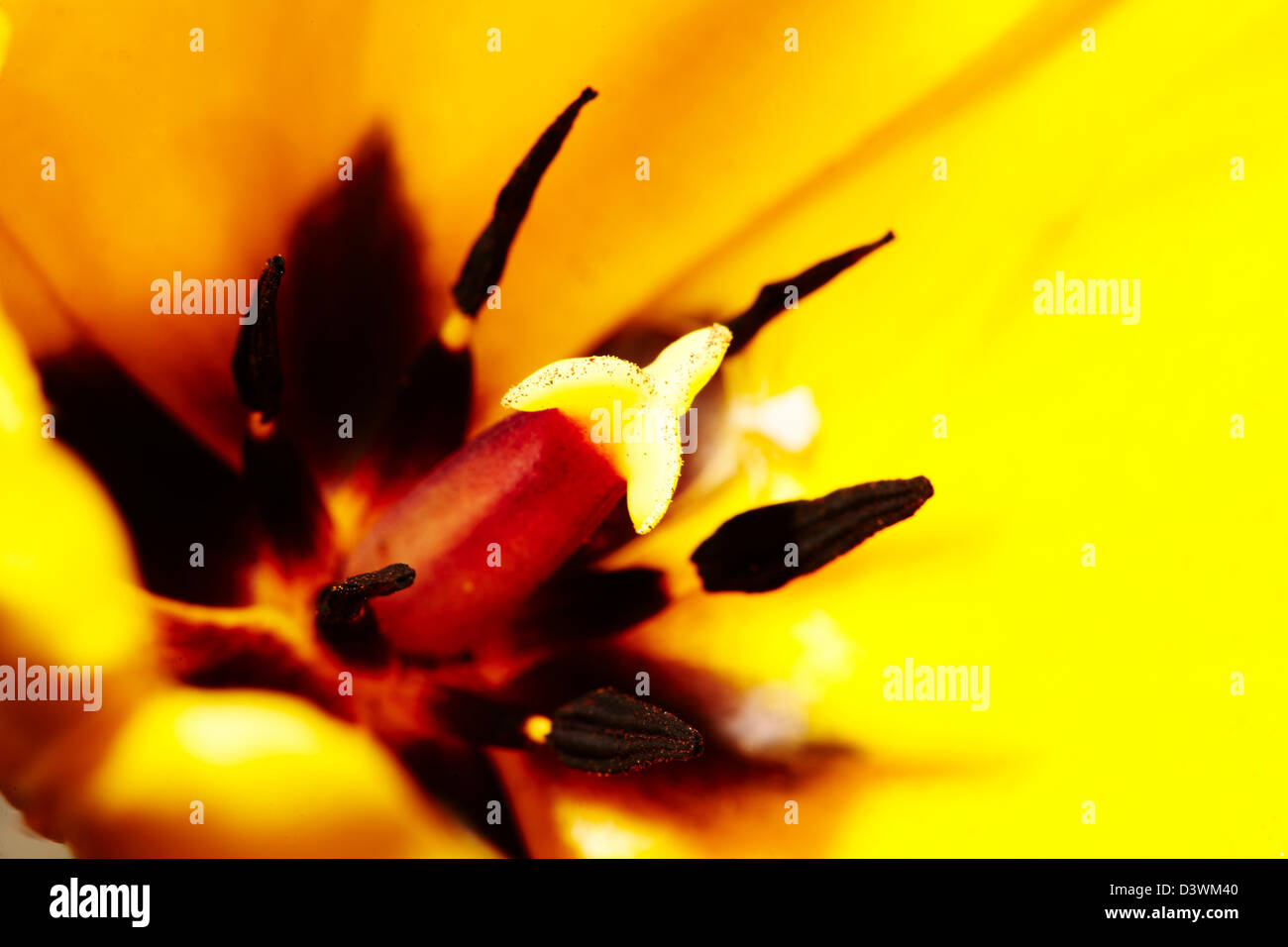 Staymen of a flower Stock Photo - Alamy