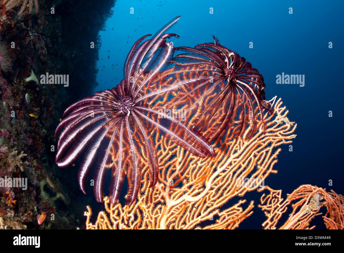 Feather Star on Seafan, Comanthina sp., Ari Atoll, Maldives Stock Photo ...