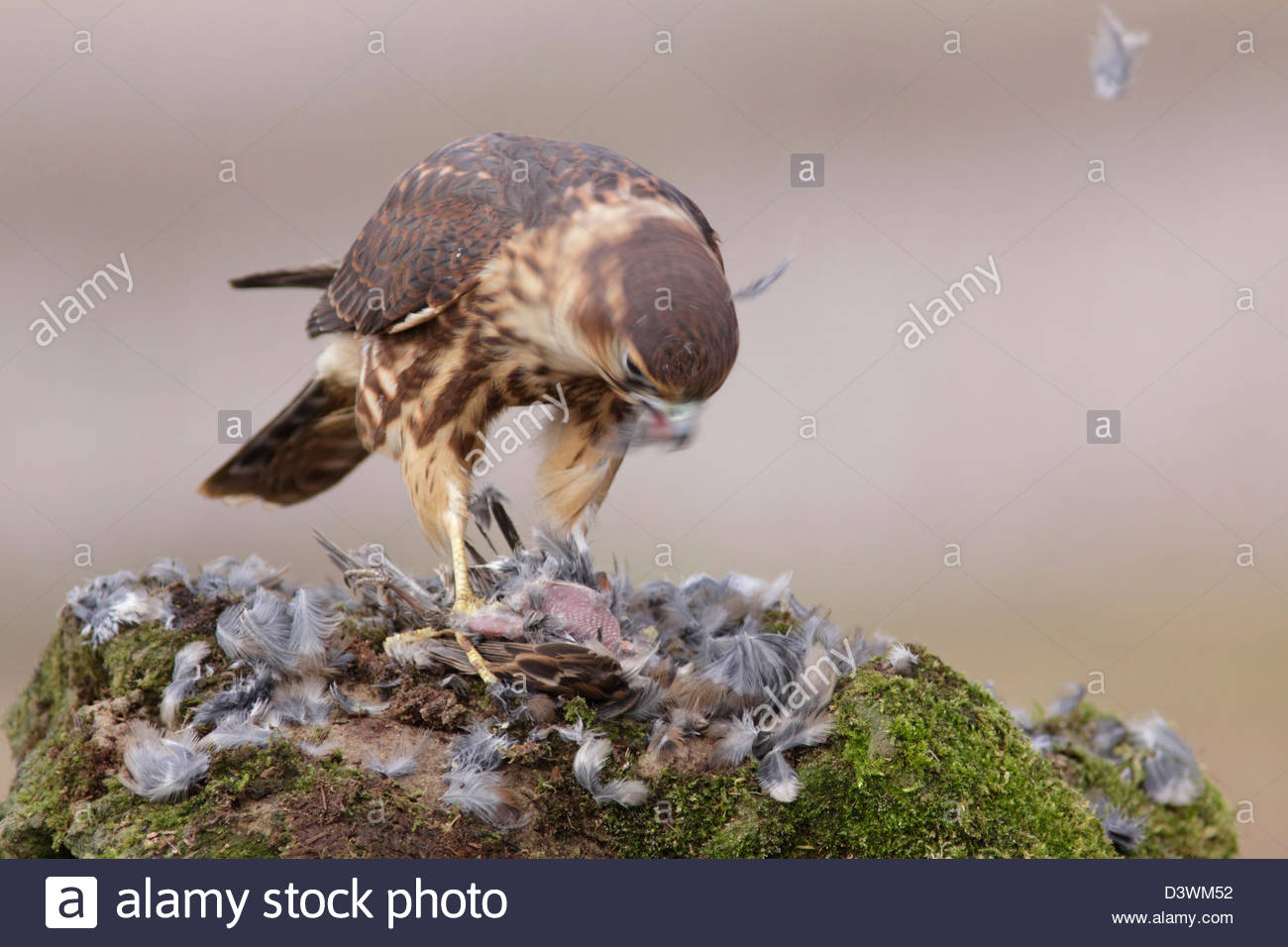 Merlin Bird Flying Stock Photos & Merlin Bird Flying Stock Images - Alamy