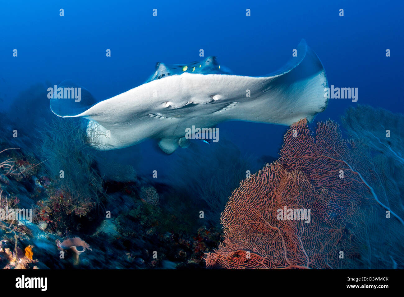 Marbled Stingray, Taeniura meyeni, Ari Atoll, Maldives Stock Photo - Alamy