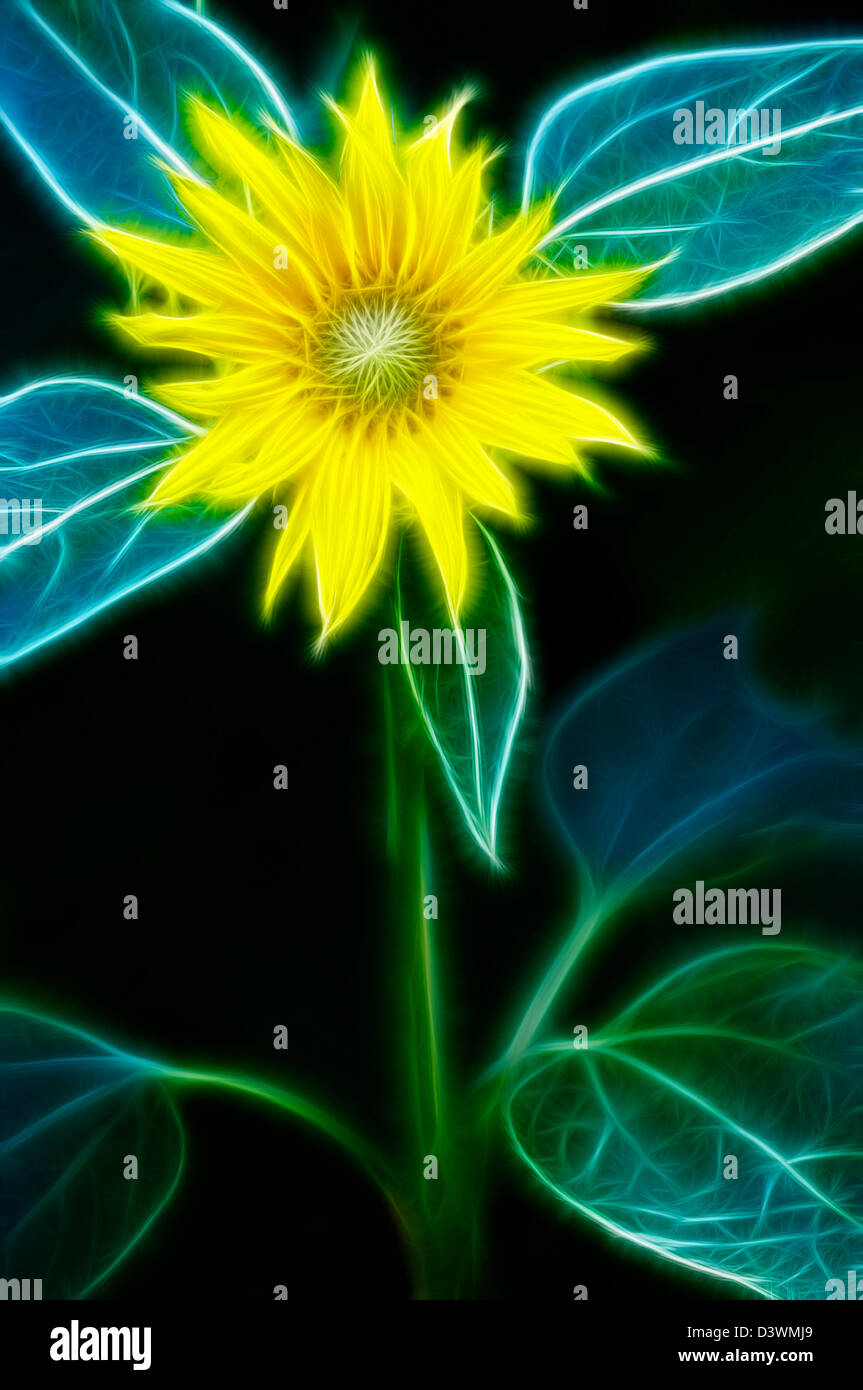 sunflower - abstract image of the sunflower Stock Photo - Alamy