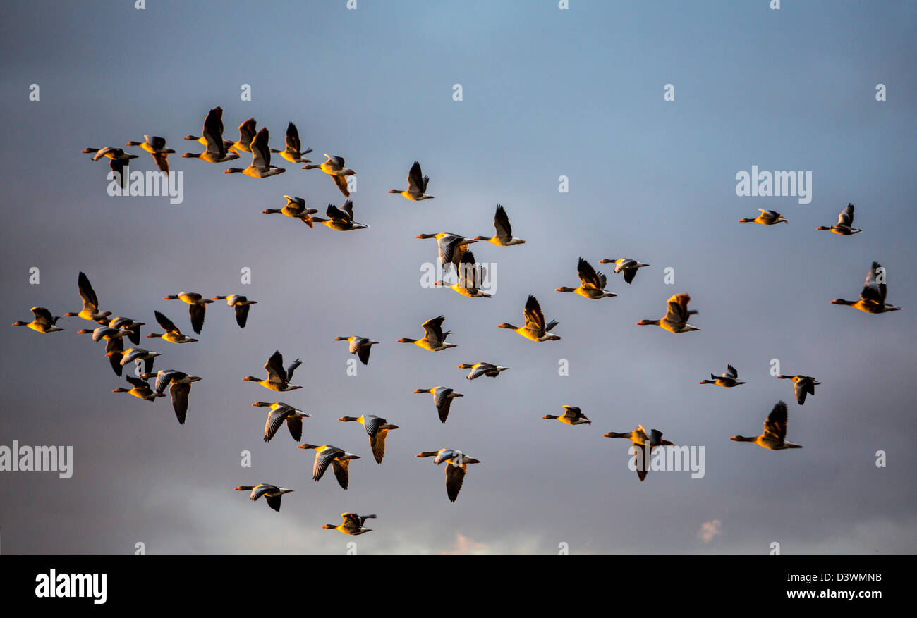 Greylag goose, gray Goose, Anser anser, in formation flight Stock Photo ...