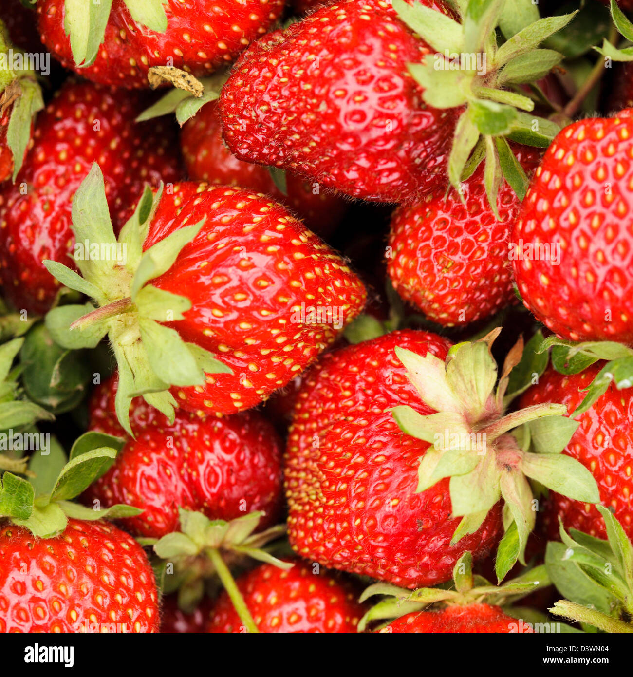 Strawberry berries close up as a background Stock Photo - Alamy