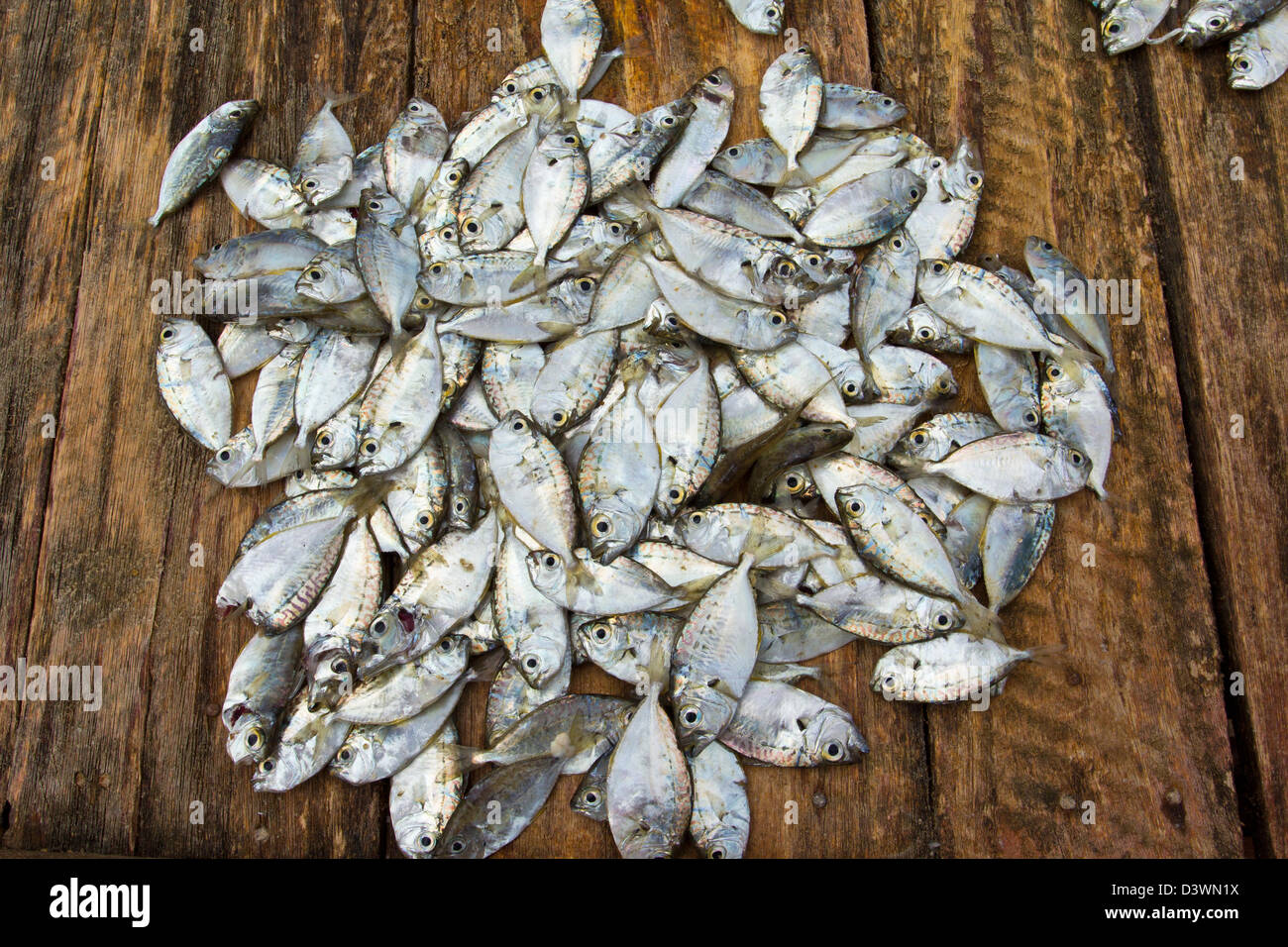 FRESHLY CAUGHT SMALL INDIAN OCEAN FISH IN SRI LANKA Stock Photo - Alamy