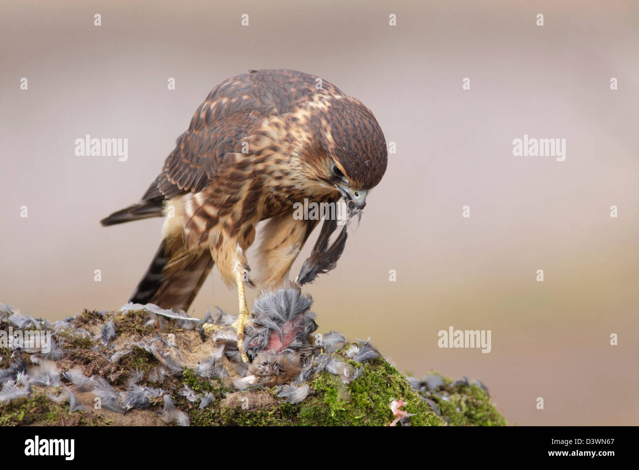 Merlin (Falco columbarius) first year male, plucking male house sparrow ...
