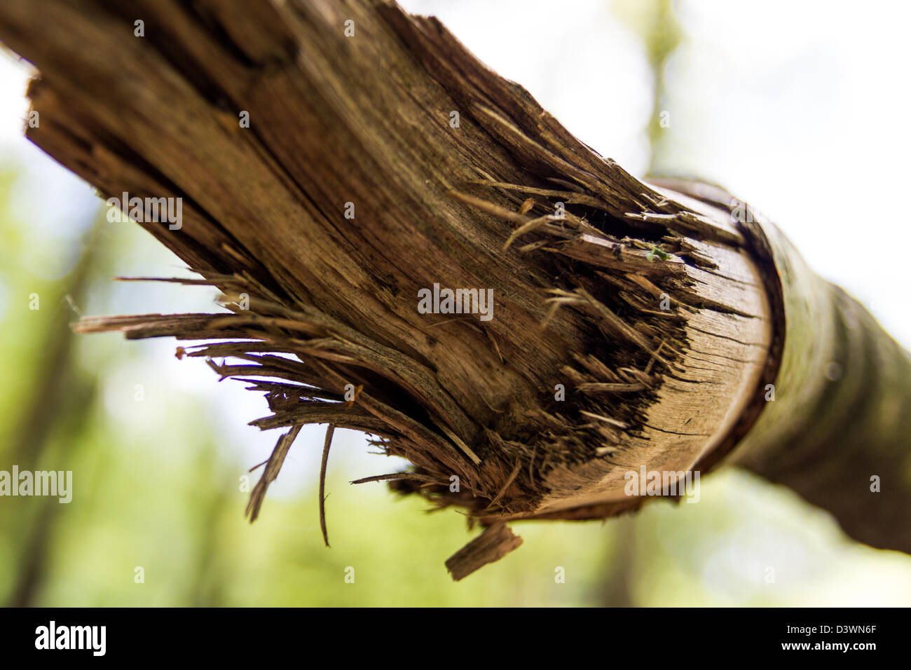 A torn branch in close up Stock Photo - Alamy